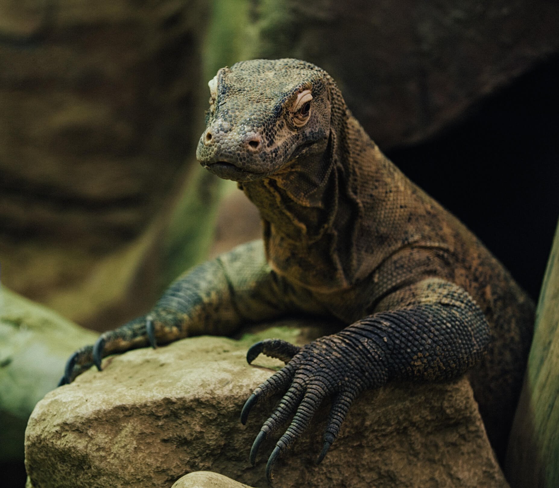 El dragón de Komodo gen a gen