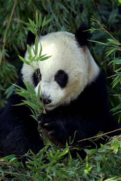 ¿Cuánto sabes sobre osos panda?