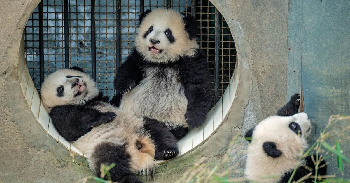 ¿Cuánto sabes sobre osos panda?