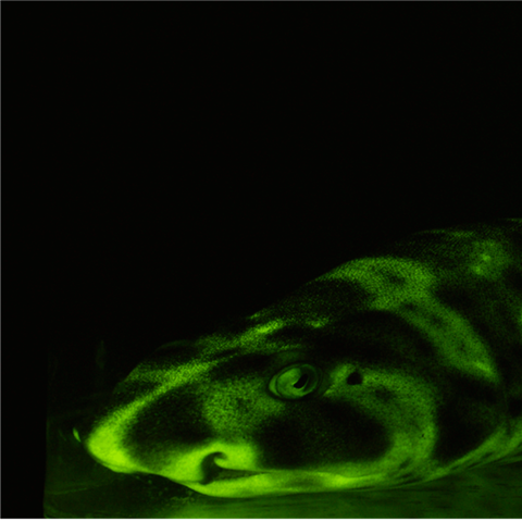 Halladas 3 nuevas especies de tiburones bioluminiscentes