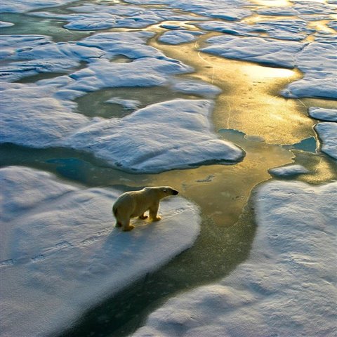 Reportajes y fotografías de Ártico en National Geographic