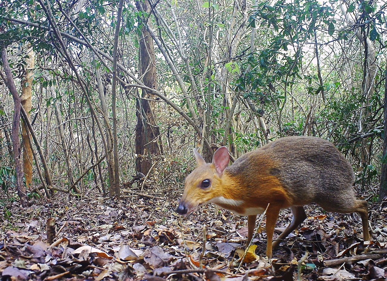 Redescubierta una extraña especie de ungulado que se creía extinta