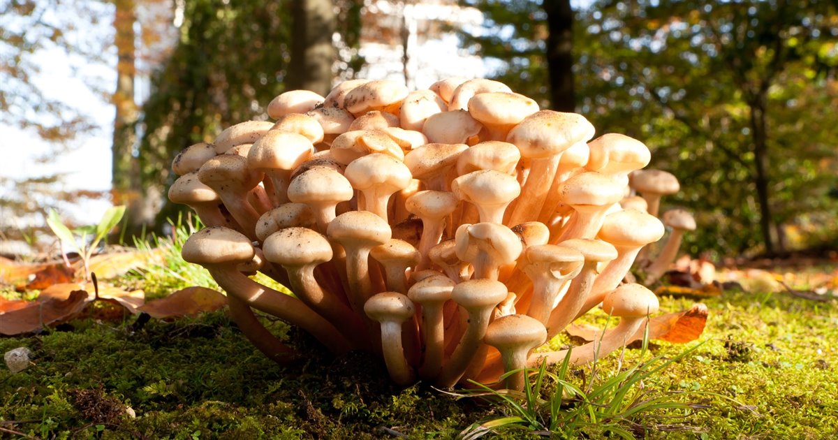 Por qué las setas son indispensables para conservar el planeta