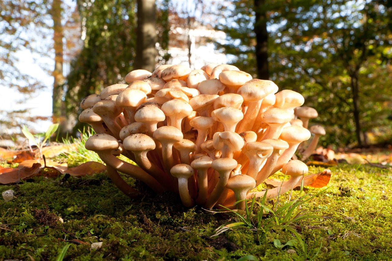 Por qué las setas son indispensables para conservar el planeta