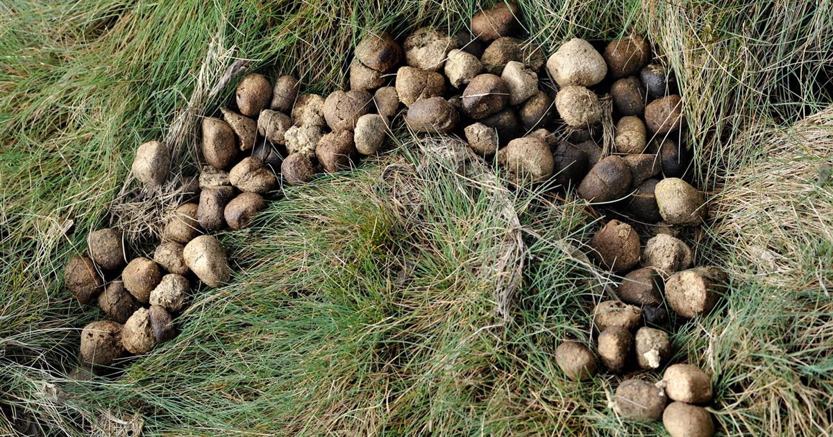 Los wombats y el secreto de la caca cúbica