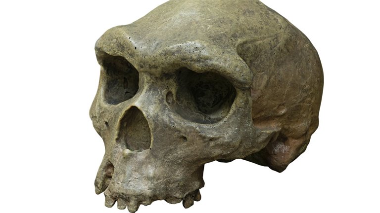 Reportajes y fotografías de Homo sapiens en National Geographic