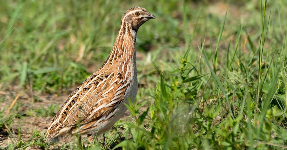La codorniz común, ave del año 2020