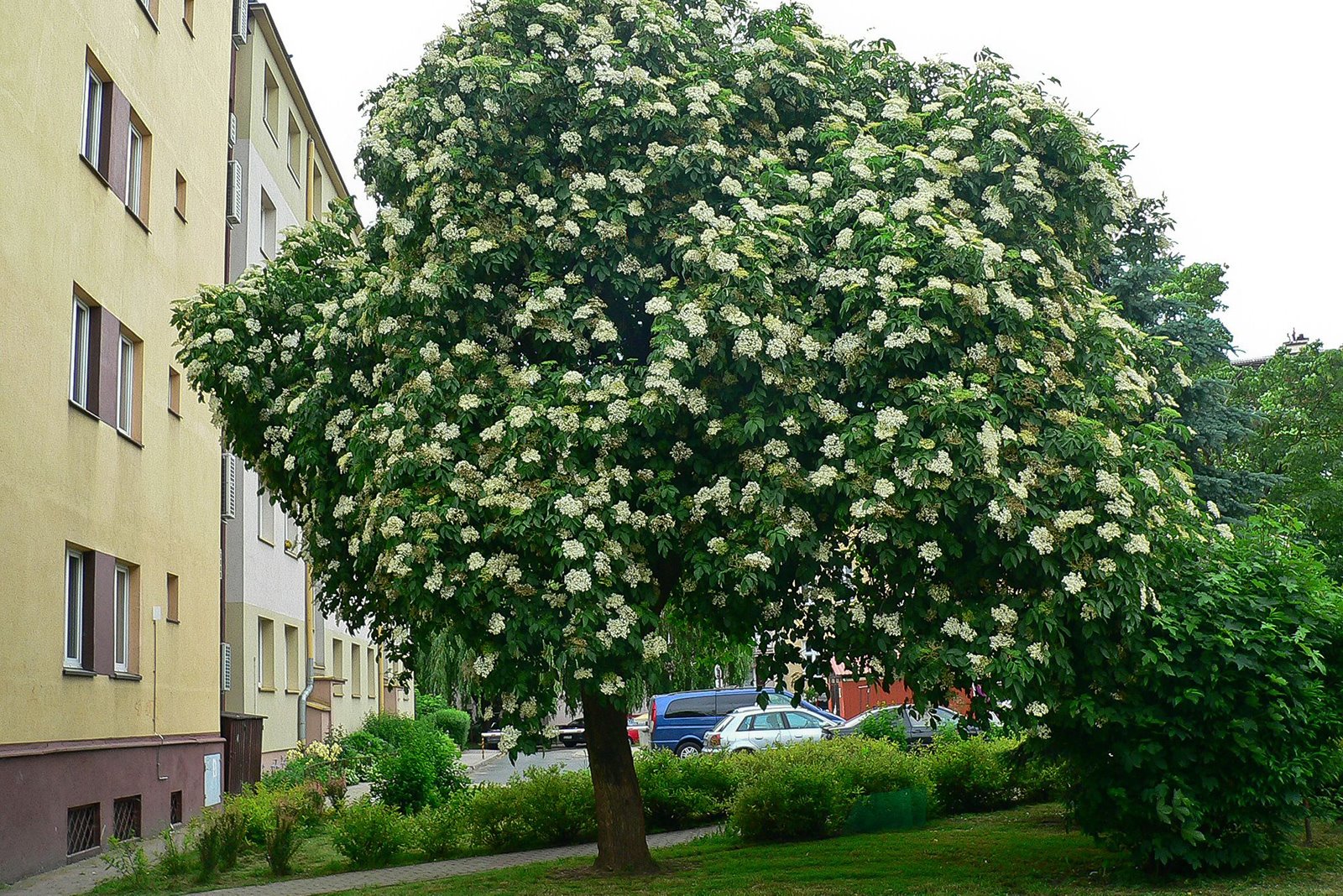 Conoce a los candidatos a Árbol Europeo del año 2020
