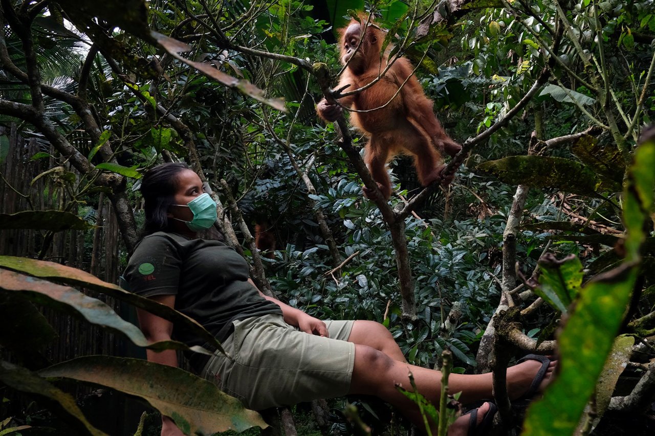 Coronavirus y primates, una conexión preocupante