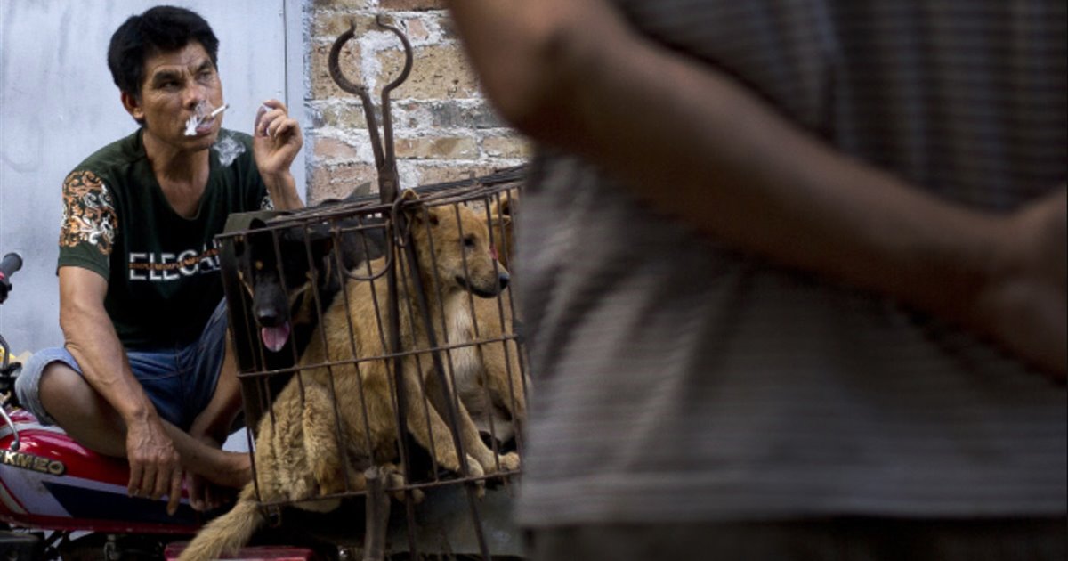 Es Comida China Perros Y Gatos