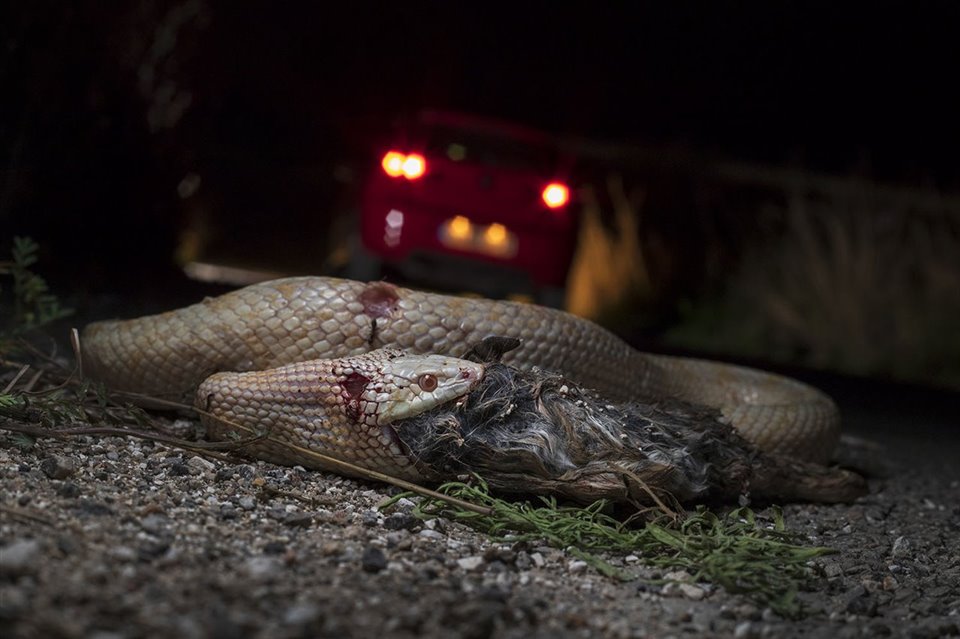 El misterio de la serpiente albina