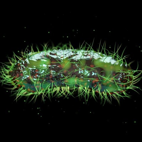 Lokiarchaeota, la hipótesis del hidrógeno y el surgimiento de la célula ...