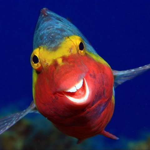 Simios - Fotos, curiosidades y todo lo que debes saber sobre los simios