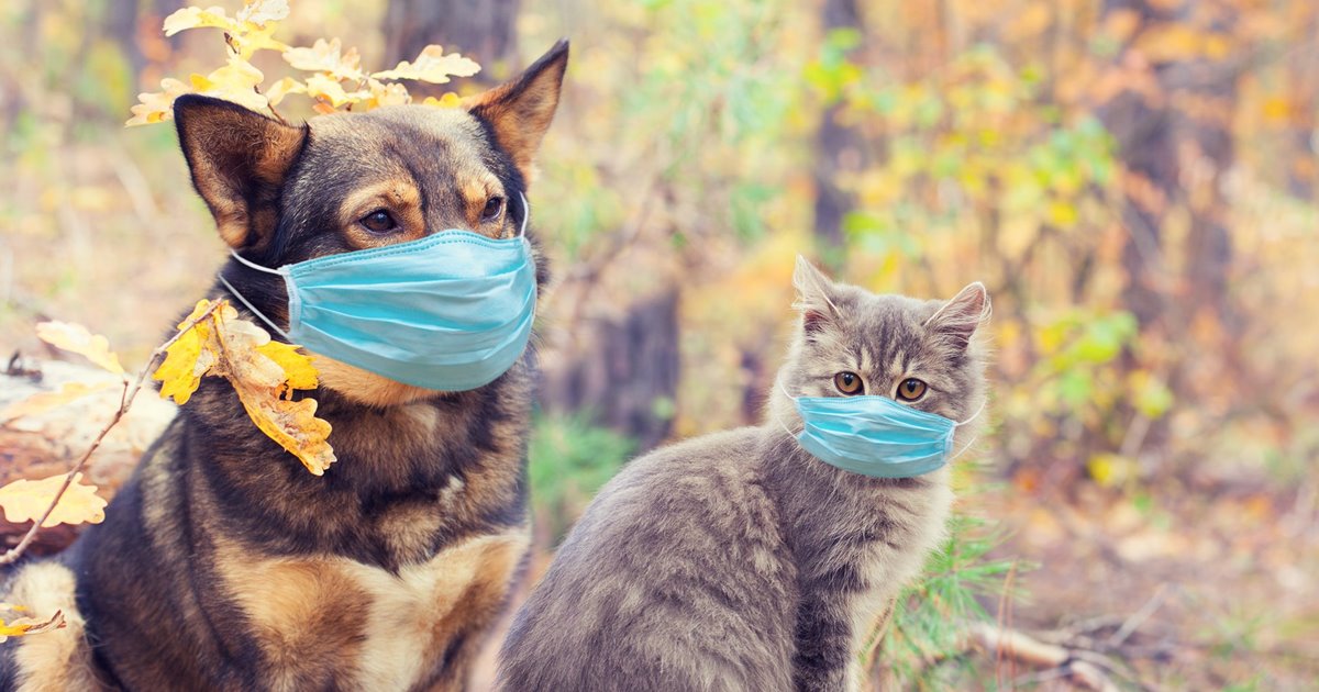 El coronavirus afecta a los gatos y generan anticuerpos, pero no suelen ...