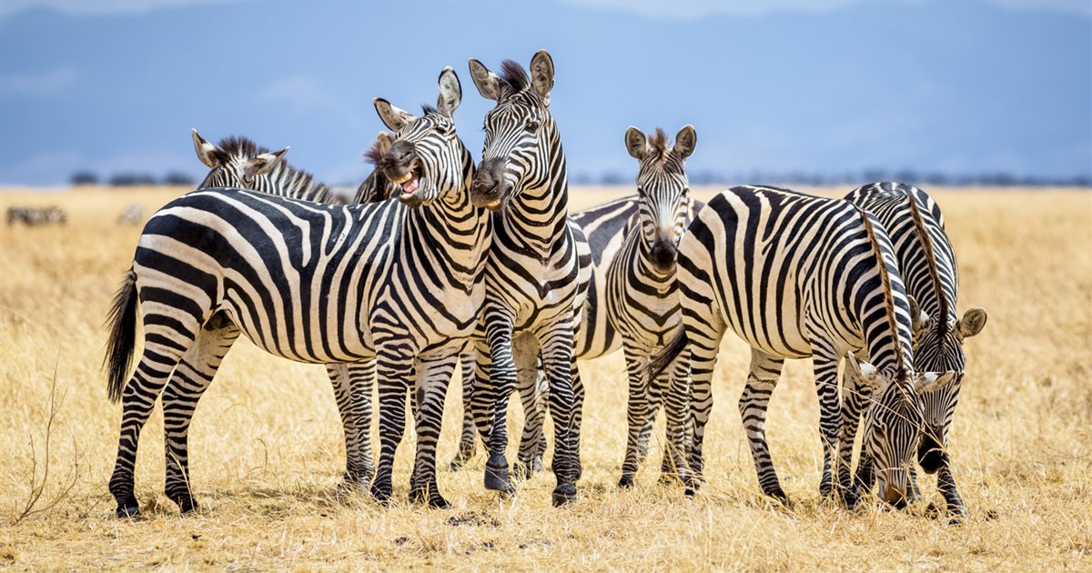 Las rayas de los animales, un mecanismo visual para escapar de los ...