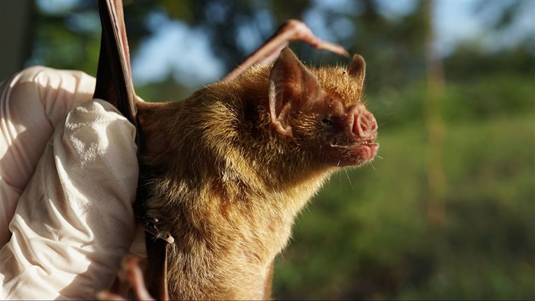 Murciélagos: fotos, qué comen y dónde viven los murciélagos