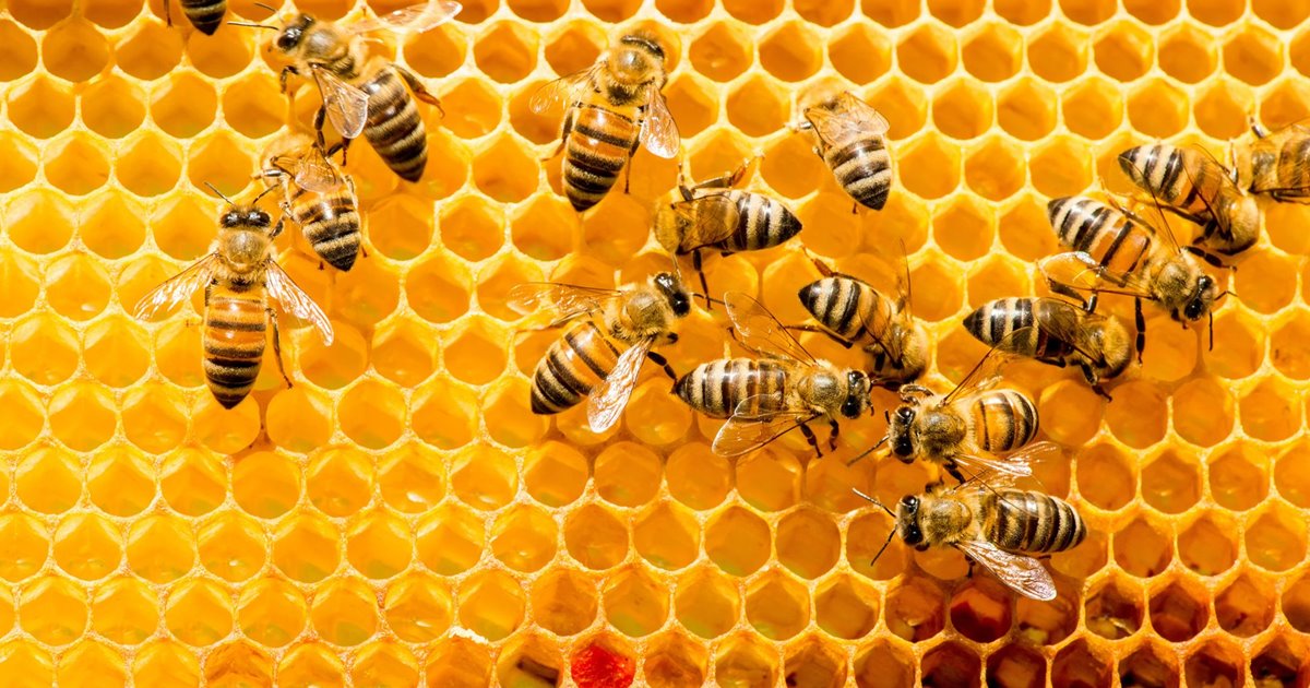 ¿Cuánto sabes sobre abejas?
