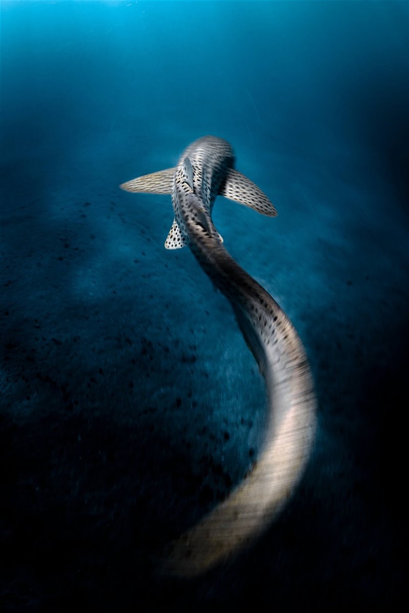 Conoce a los ganadores del Australian Photography Awards