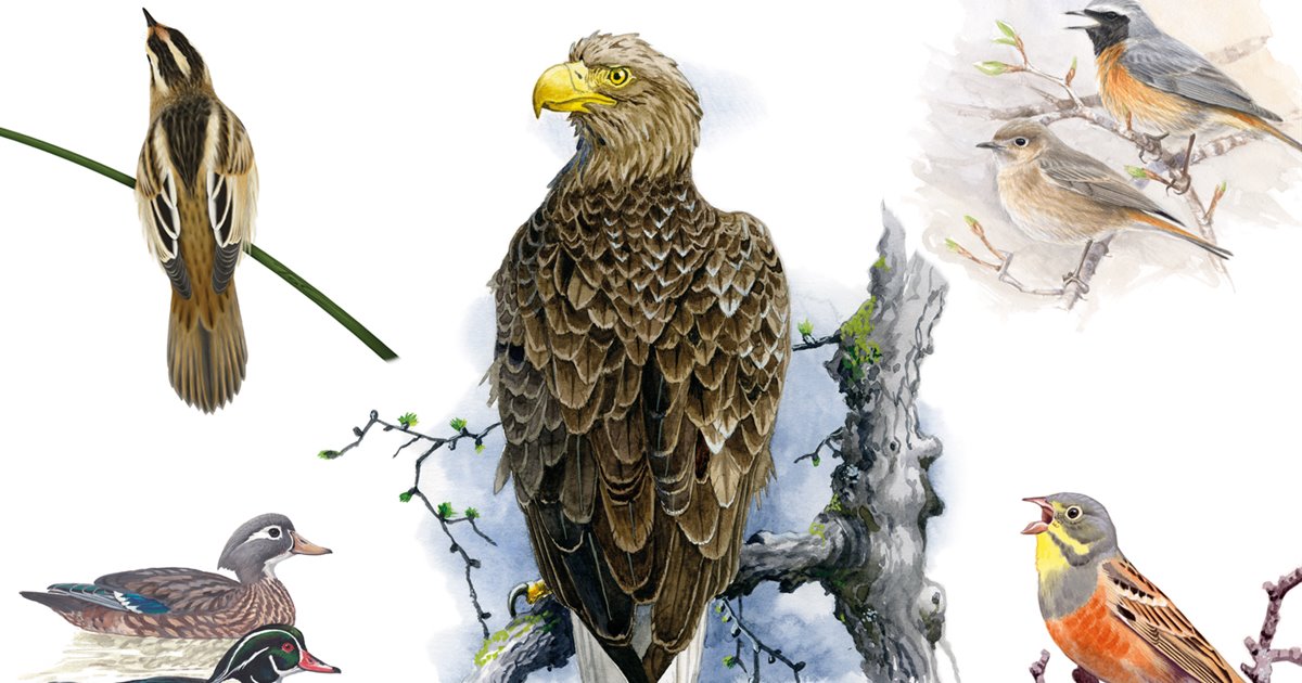 Publican el nuevo Atlas Europeo de las Aves Reproductoras