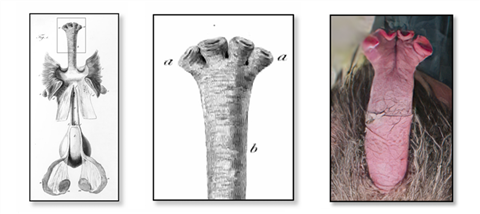 El extraño pene cuádruple de los equidnas