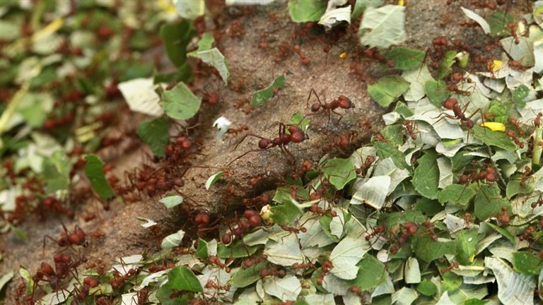 Hormigas - Función y características de las hormigas