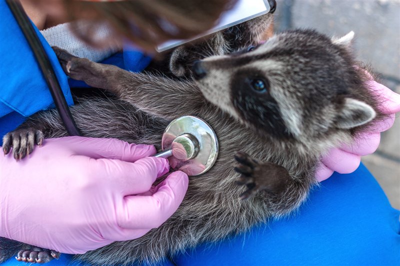 El peligro de que el coronavirus llegue a los animales salvajes