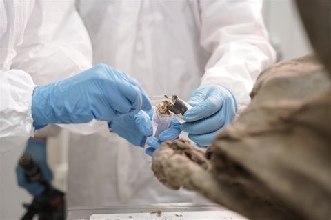 Paleovirus, la búsqueda de virus prehistóricos para evitar problemas en ...