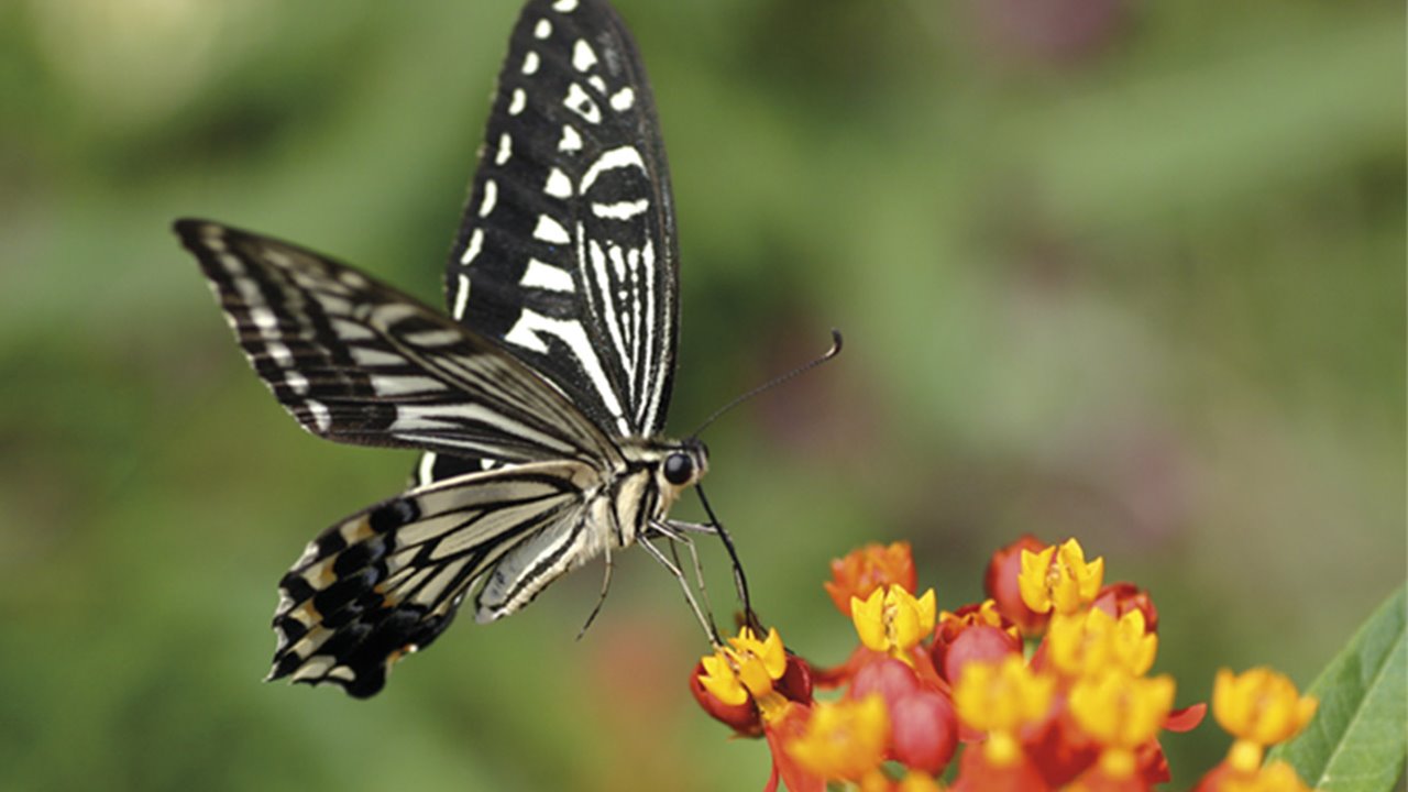 Mariposas: fotos, características y curiosidades que te sorprenderán
