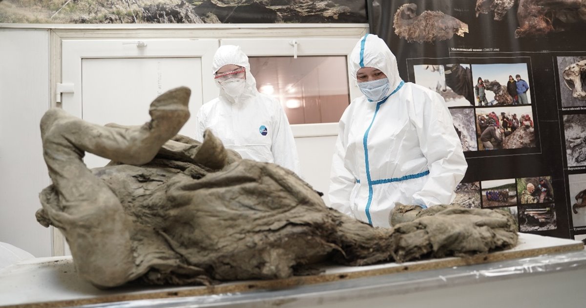 Paleovirus, la búsqueda de virus prehistóricos para evitar problemas en ...