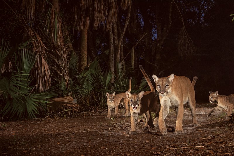 El regreso del puma de Florida