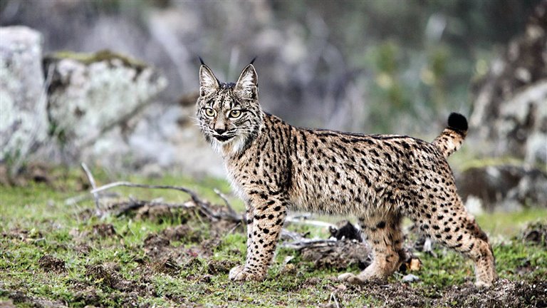Lince: fotos, características y por qué están en peligro
