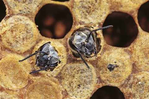 Los secretos de las abejas