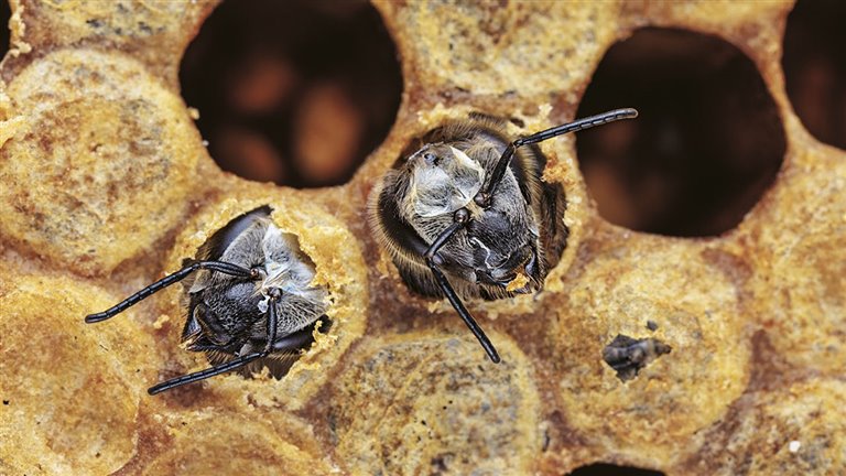 Abejas - características, diferencia con las avispas y por qué son ...