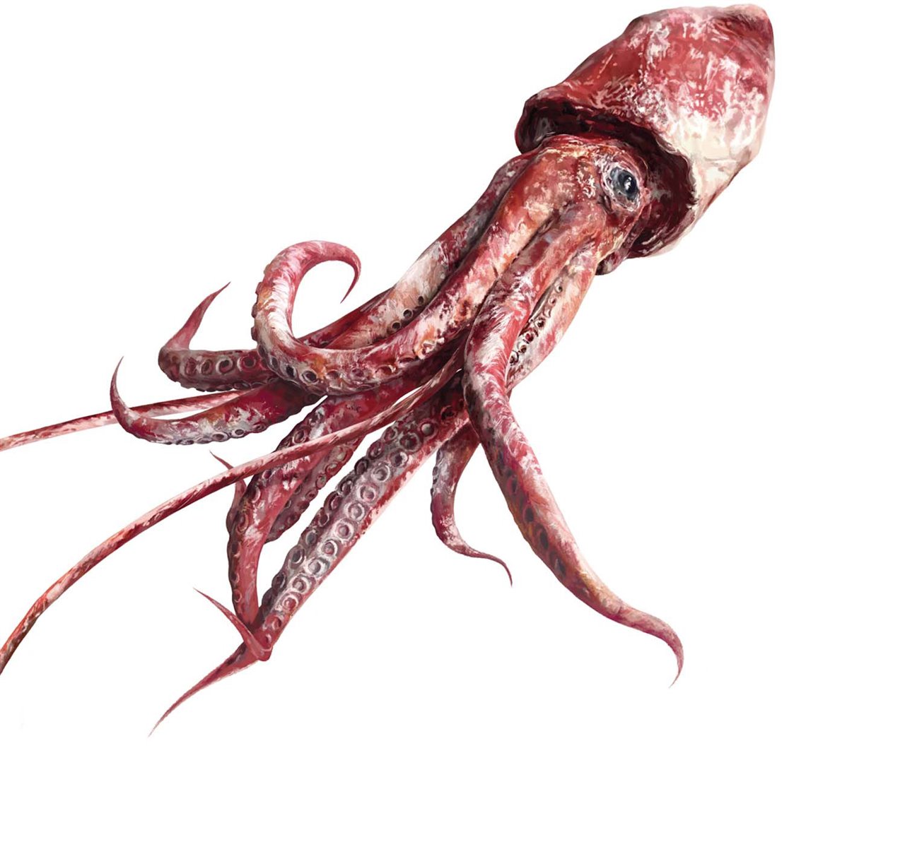 El animal detrás del Kraken