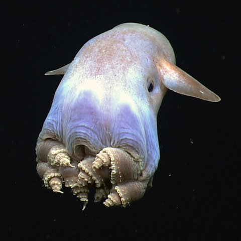 Pulpos: cuántos corazones tiene un pulpo, fotos y curiosidades