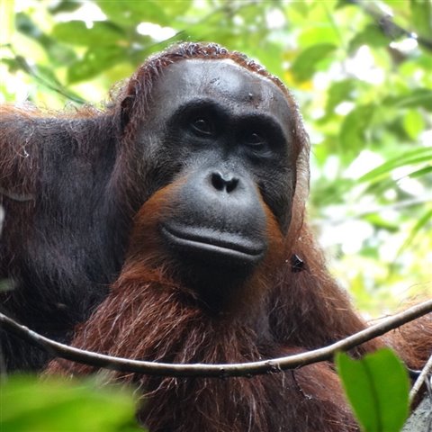 Simios - Fotos, curiosidades y todo lo que debes saber sobre los simios