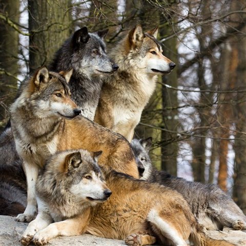 La exitosa reintroducción del lobo en el Parque Nacional de Yellowstone
