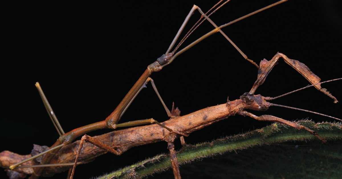 El insecto palo y su récord en la reproducción