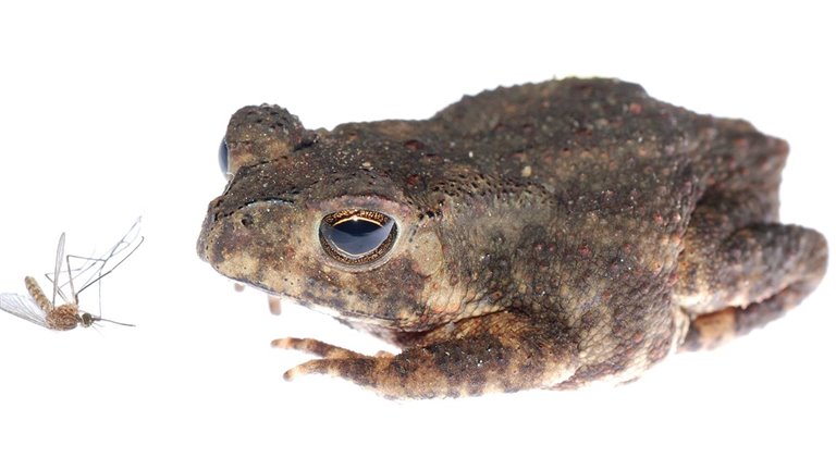 Ranas - Fotos, qué comen y cuáles son venenosas