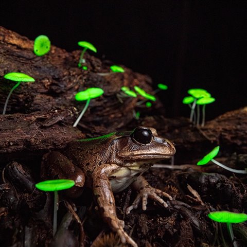 Estos son los animales en peligro de extinción en 2025