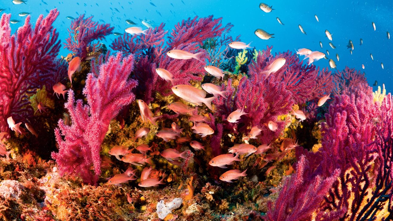 Día de los Océanos