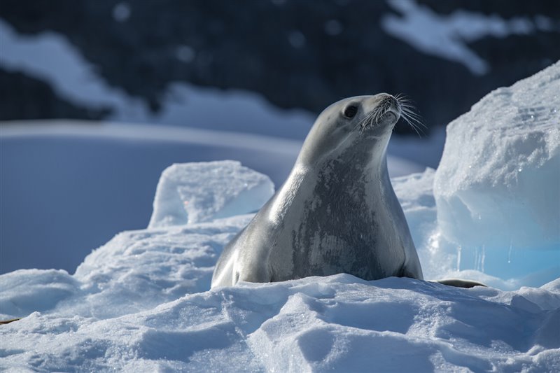 Primer recuento de hembras de foca de Weddell de la historia