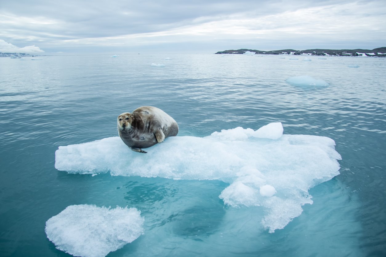 Datos Sobre Las Focas De Nieve 8 Datos Curiosos Sobre Las Focas Que