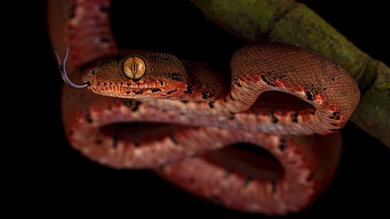 Serpientes: cuáles son venenosas y cuántos tipos hay