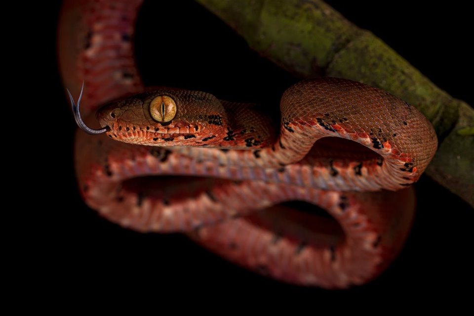 La lengua de las serpientes: una pieza clave para descubrir el entorno