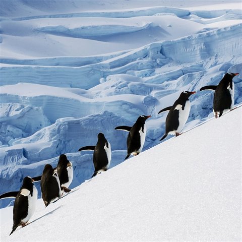 Pingüinos - características, fotos y lugares en los que viven