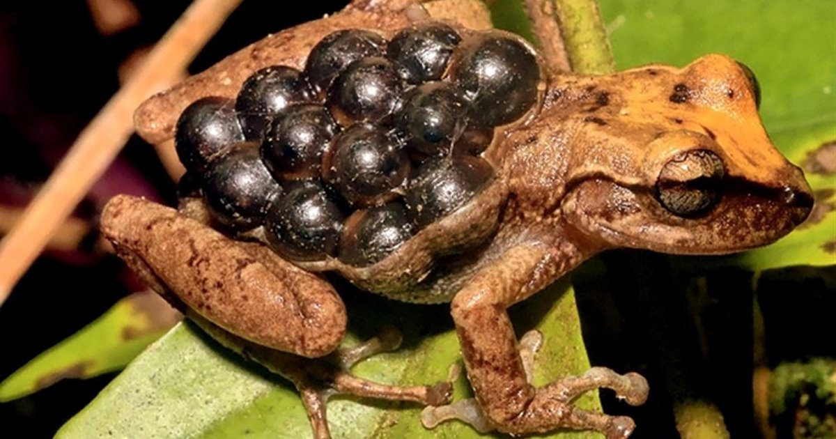 La extraordinaria variedad reproductiva de los anfibios