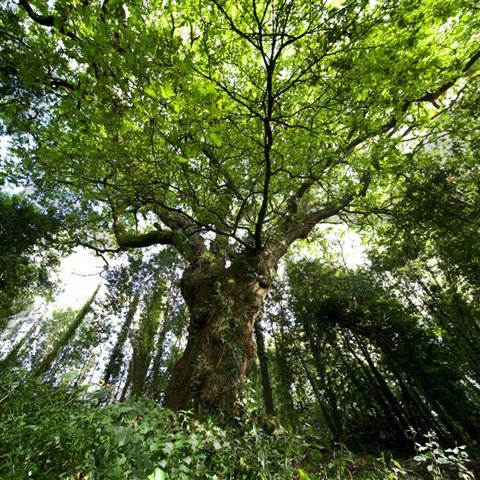 Reportajes y fotografías de Bosques en National Geographic