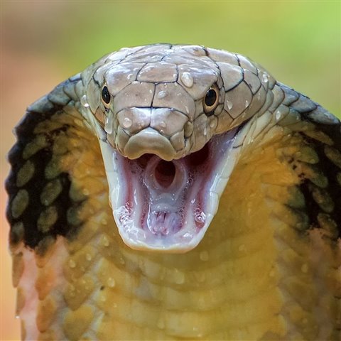 Hallan 5 nuevas especies de víboras de pestañas en Colombia y Ecuador