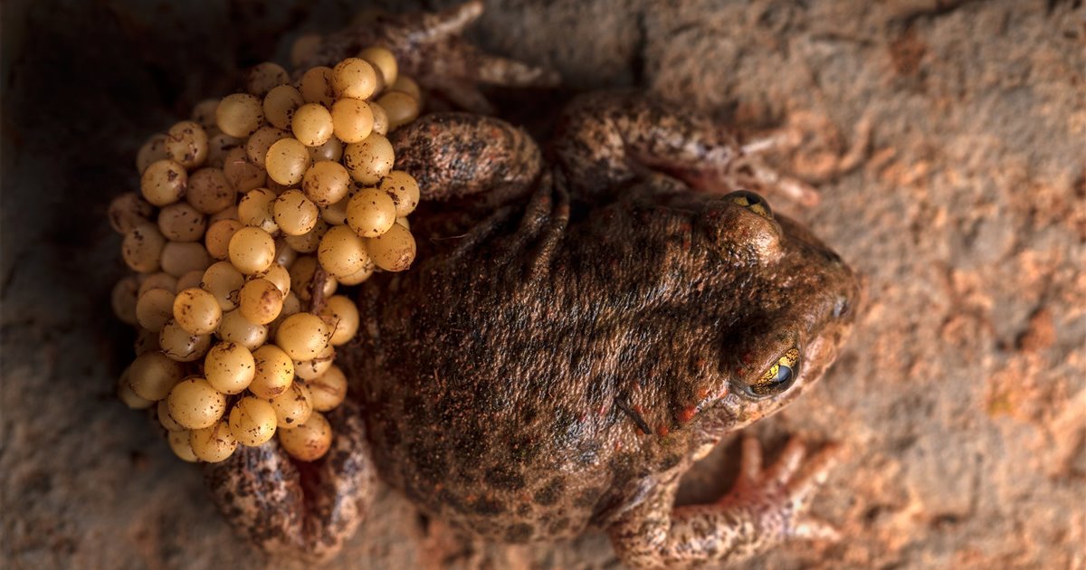 La curiosa reproducción de los sapos parteros